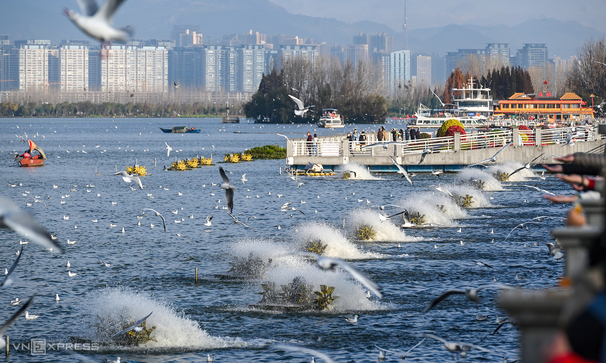 Dianchi Lake: a migratory haven for tens of thousands of seagulls every ...