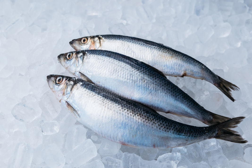 5 types of fatty fish to eat regularly to reduce visceral fat | Read to ...