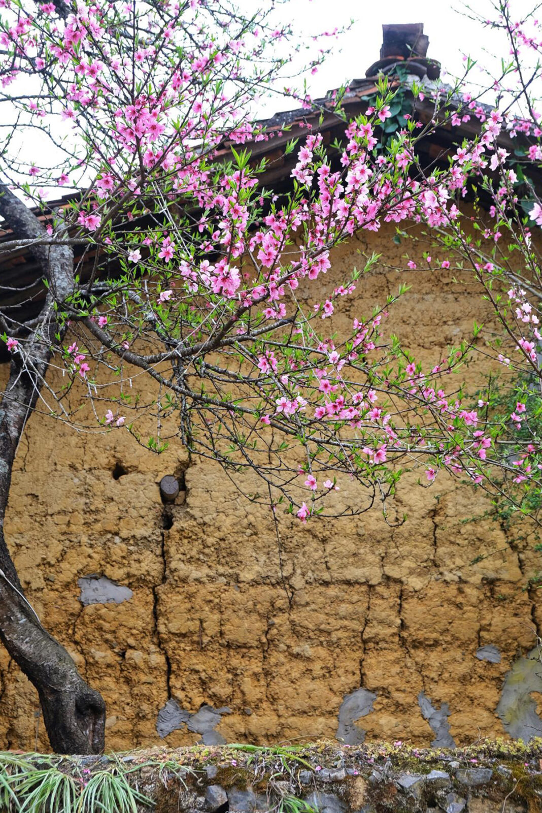 Peach blossoms bloom vibrantly in Lo Lo Chai Village | Read to lead