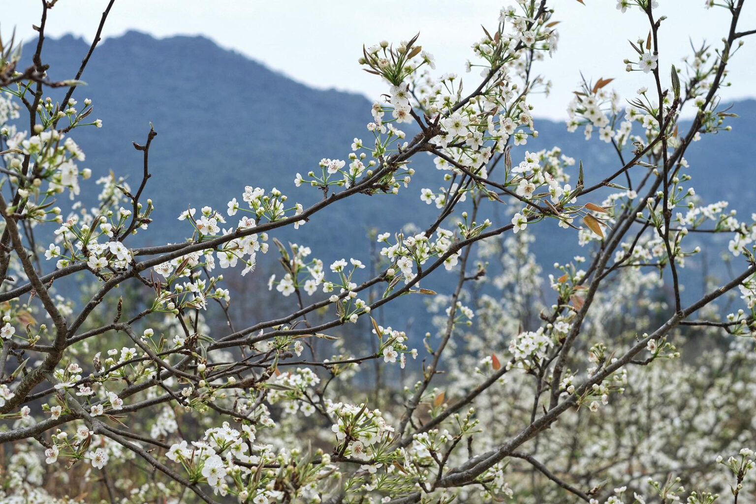 Peach blossoms bloom vibrantly in Lo Lo Chai Village | Read to lead